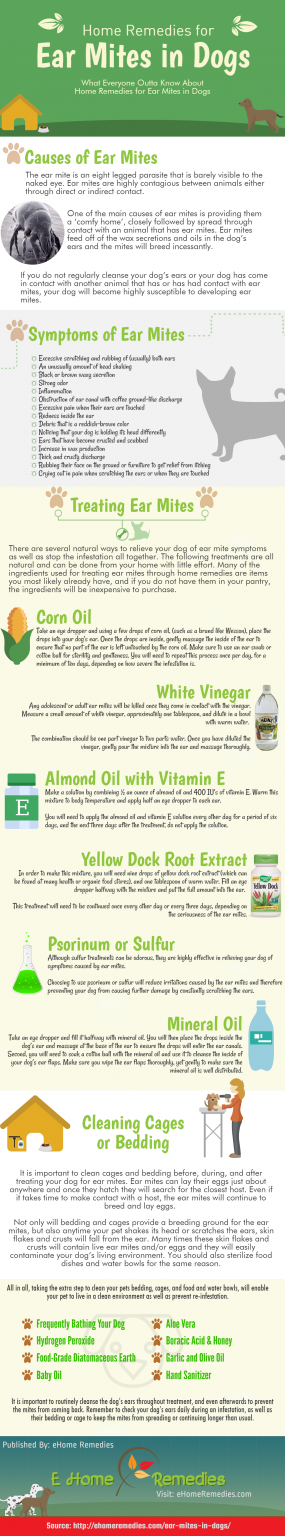 What Everyone Outta Know About Home Remedies For Ear Mites In Dogs