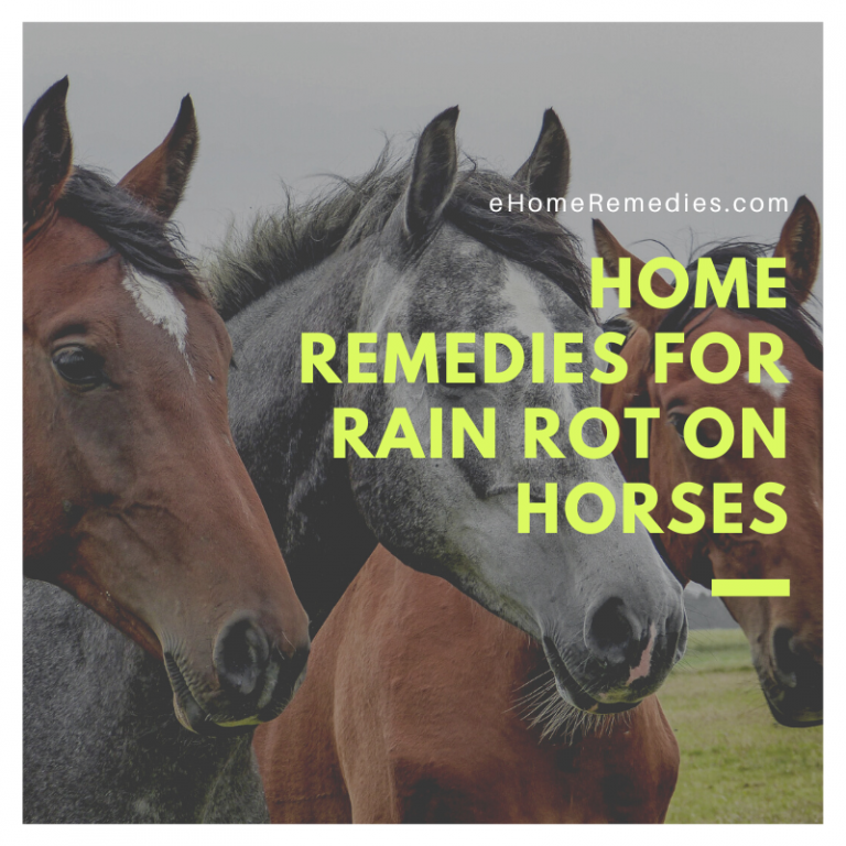 Home Remedies For Rain Rot On Horses