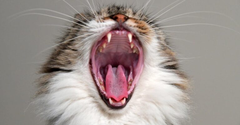 Home Remedies To Whiten Teeth Safely At Home - eHome Remedies