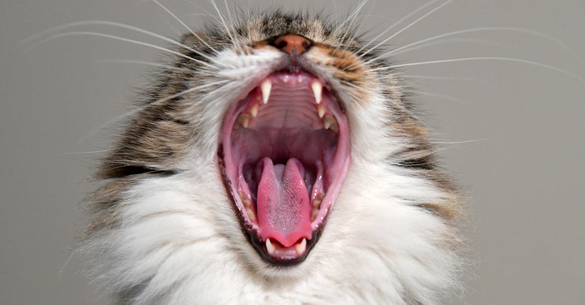 Home Remedies To Whiten Teeth Safely At Home - eHome Remedies