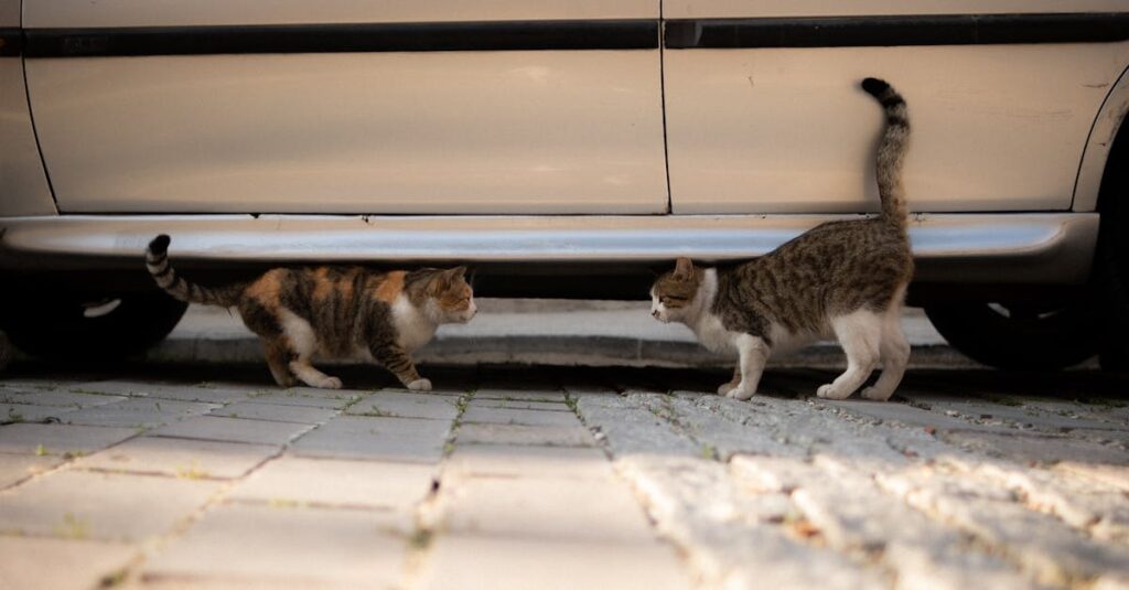 Home Remedies for Worms in Cats: Gentle, Natural Support for Sensitive ...